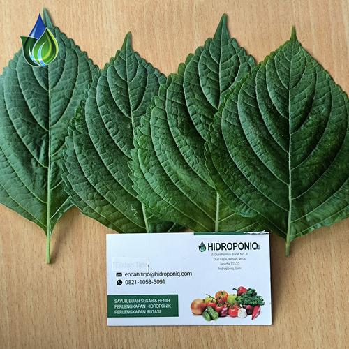Jual DAUN SHISO/PERILLA/OBBA/SESAME LEAF ORGANIK - Jakarta Barat ...