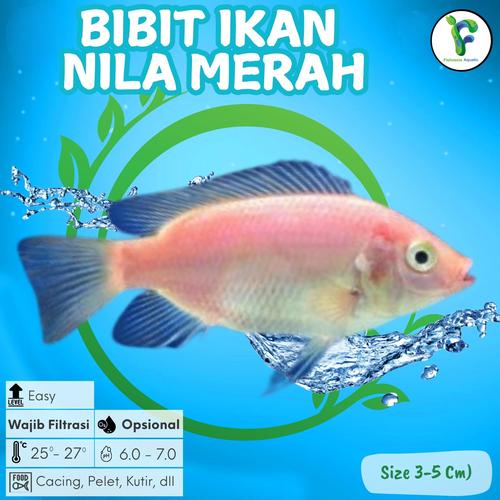 Jual Bibit Ikan Nila Merah Bangkok Budidaya/Pakan Ikan Predator ...