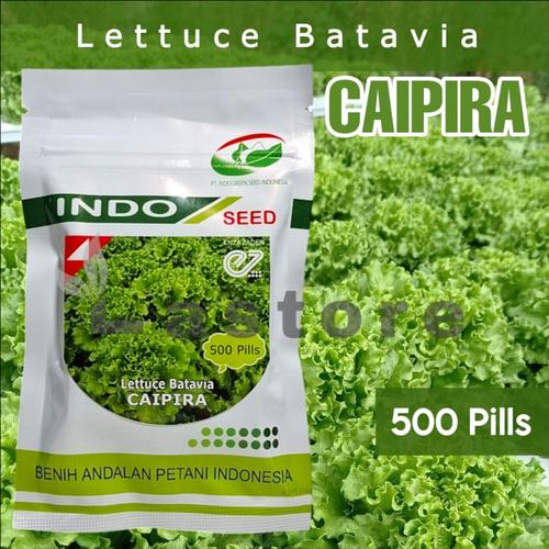 Jual benih bibit selada caipira lettuce batavia 1 gram kemasan original ...