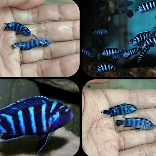 Jual ikan demasoni african cichlid 5cm aquarium - Kota Bandung ...