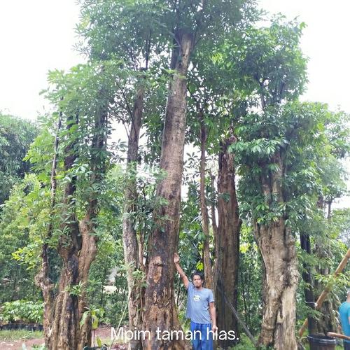 Jual pohon pule fosil, tanaman hias pule posil - Kota Depok - Mpim ...