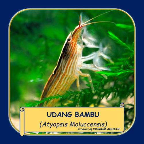 Jual IKAN HIAS AIR TAWAR - UDANG BAMBU AQUASCAPE / BAMBOO SHRIMP ...