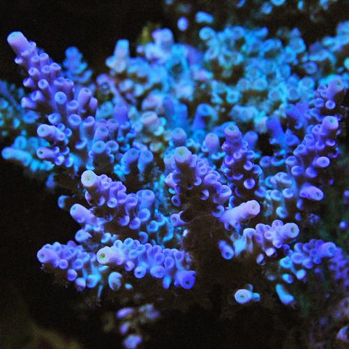 Jual Blue Striata acropora (acropora striata) - Kota Bandung - Holy's ...