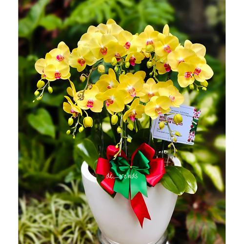 Jual Bunga Anggrek bulan dewasa rangkaian 8 Pohon Warna Kuning ...