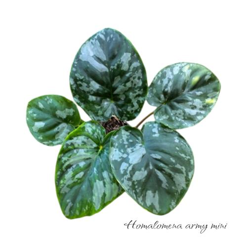 Jual homalomena army"mini"tanaman hias paludarium vivarium terrarium ...