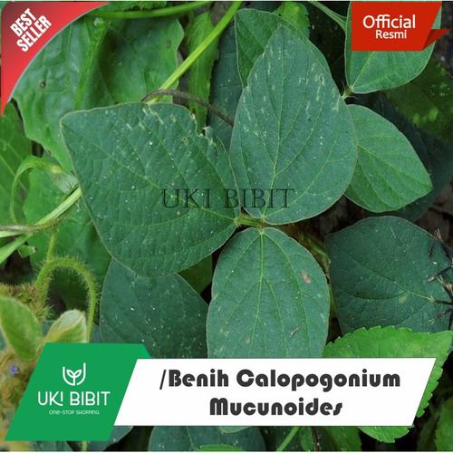 Jual ( 10 Gram ) Benih CM Calopogonium mucunoides | Penutup Tanah sawit ...
