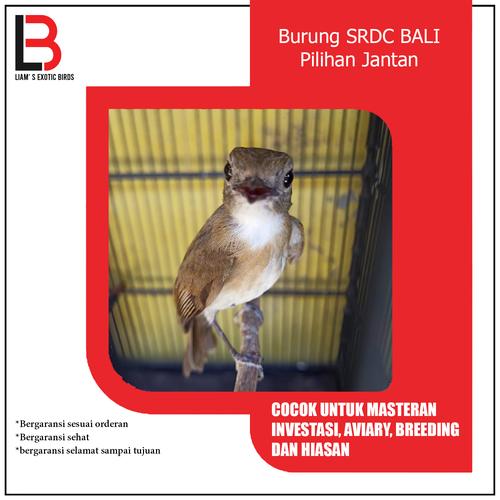 Jual Burung SRDC Ori Bali Pilihan - BONDOL - Jakarta Timur - Liam' s ...