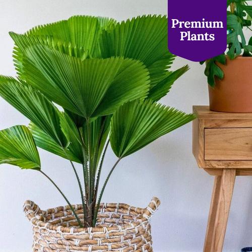 Promo PALM KOL / LICUALA GRANDIS | tanaman hias - tanaman indoor ...