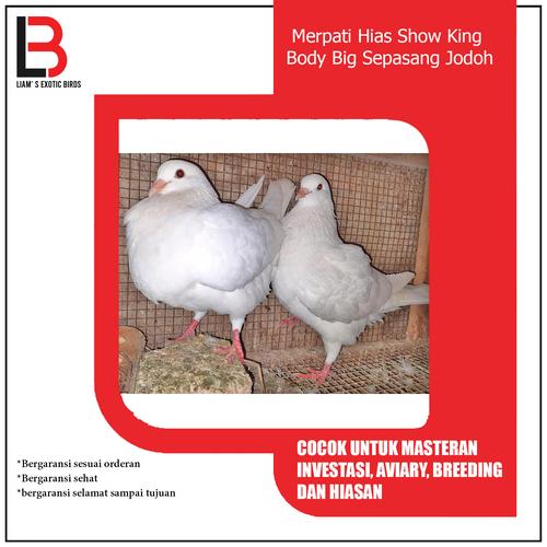 Jual burung merpati hias show king body big sepasang jodoh - Jakarta ...