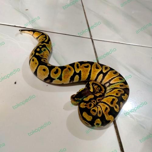 Jual ular ball python pastel - Kota Bandung - anreina | Tokopedia