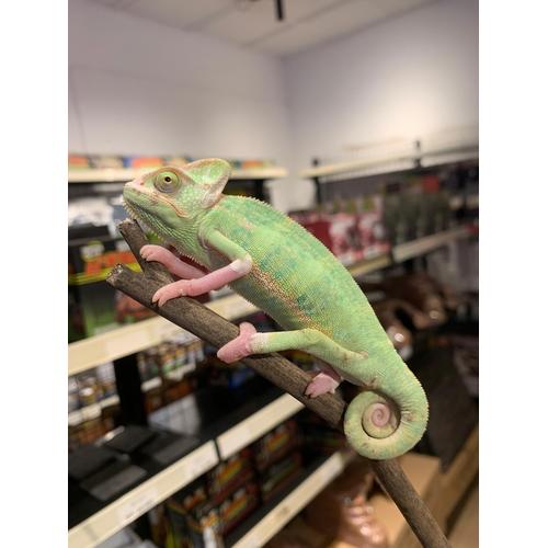Promo Anakan Baby Veiled Chameleon Bunglon JANTAN lucu super jinak sehat - JANTAN Cicil 0% 3x ...