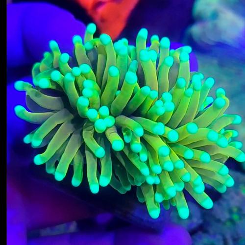 Jual karang anemon gold hell fire frag 1 mata - Kota Bandung - plankton ...