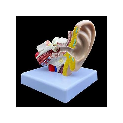 Jual Promo 1.5X Enlarged Human Ear Model Anatomically Accurate Ear ...