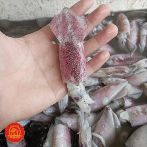 Jual Baby Squid/ Baby Cumi/ Cumi Kecil Fresh Segar per 1 Kg - Jakarta ...