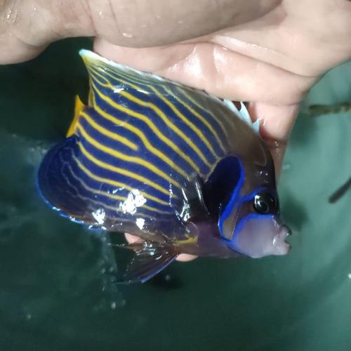 Jual ikan angel betmen batman air laut emperor angelfish angel fish ...