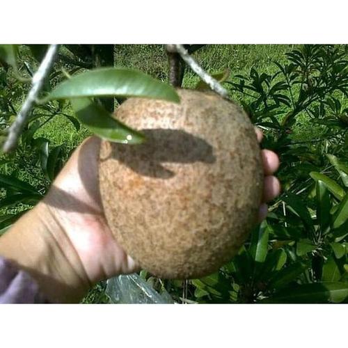 Promo Bibit Buah Sawo Jumbo Mexico Buah Besar dan Manis, Tinggi 40-50 ...