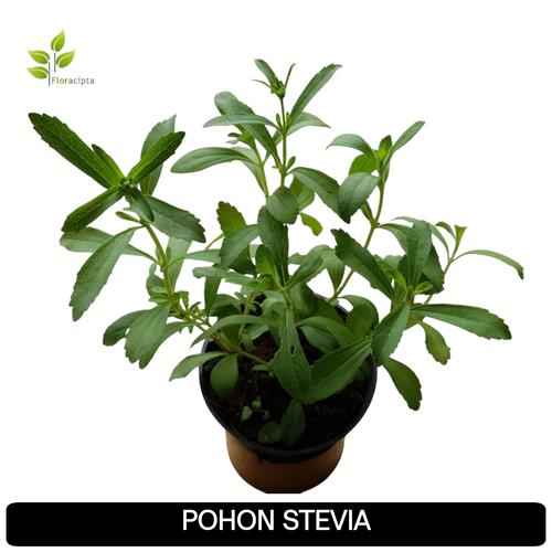 Promo Bibit tanaman stevia/daun pengganti gula/daun manis (obat herbal ...