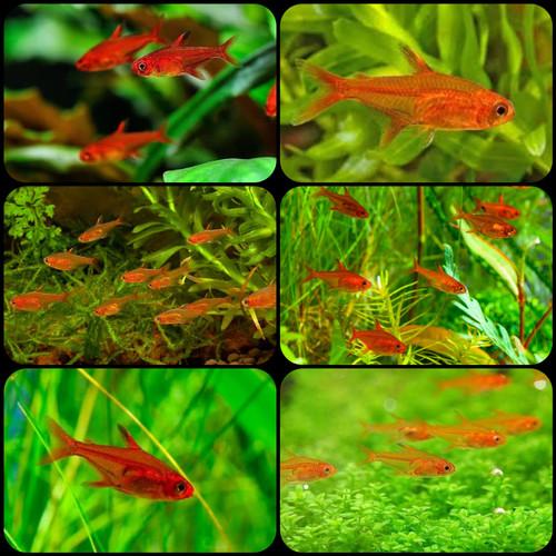 Jual Amandae - ikan hias aquascape murah-bergaransi-cod - amandae, M ...