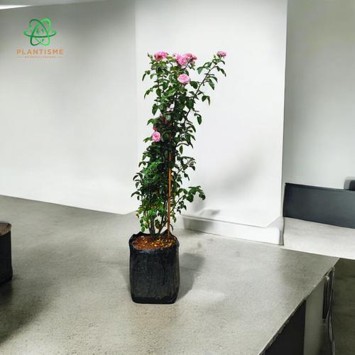 Jual Climbing Rose Mawar Rambat Wangi Tinggi 1m Rosa Zephirine Drouhin ...