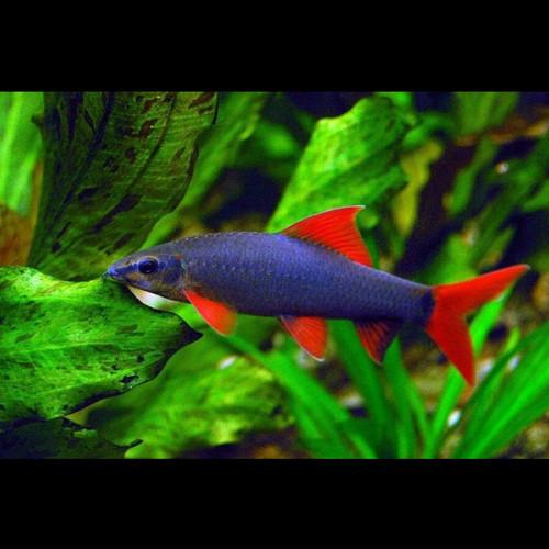 Jual ikan hias redfin black aquascape murah-bergaransi-cod - Kab. Bogor ...