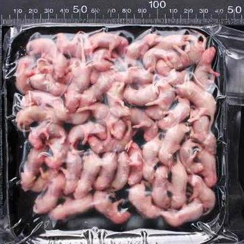 Jual Mencit Frozen / Pinkies Frozen / Tikus Putih Beku / Pakan Predator ...