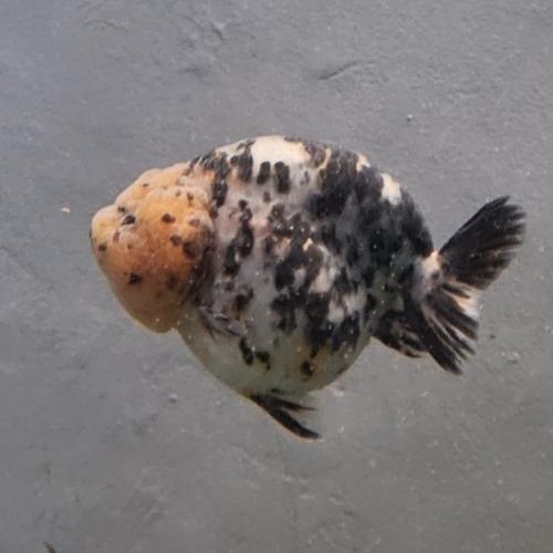 Jual Ikan Mas Koki Ranchu Sapi Black & White - Instant Only - Kota ...