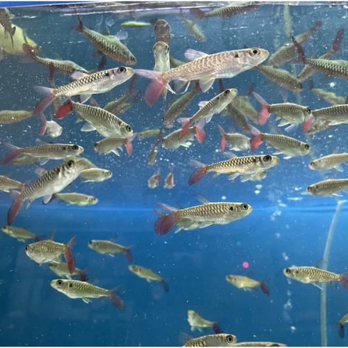 Jual Pink Tail Characin Jurung Bangkok Ikan Hias Aquarium Aquascape ...