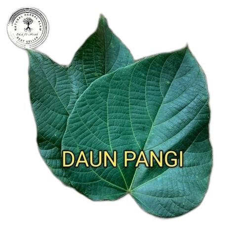 Jual Daun pangi kluwek pucung murah - Kab. Pangandaran - Natural herbal ...