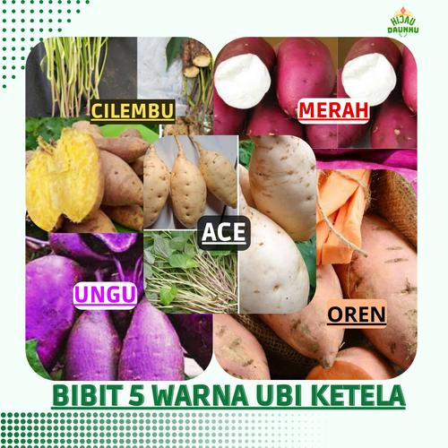 Jual Bibit Ubi Jalar Cilembu Ungu & Merah Stek Ketela Rambat Manis ...