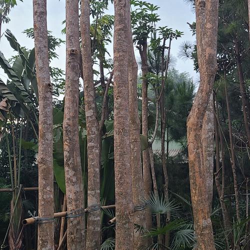 Jual pohon pule / pohon pule putih / pohon pule putih tunggal - Kab ...