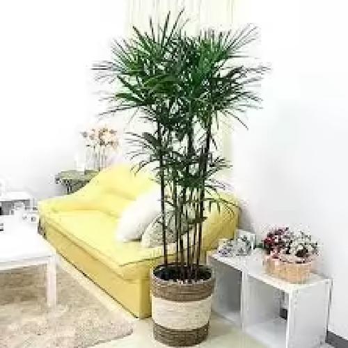 Jual Tanaman indoor. tanaman outdoor. tanaman waregu. tanaman palem ...