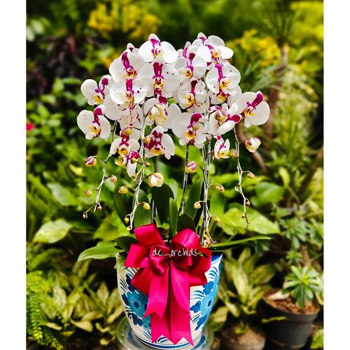 Jual Anggrek bulan Dalmation rangkaian 5 pohon pot keramik - Jakarta ...