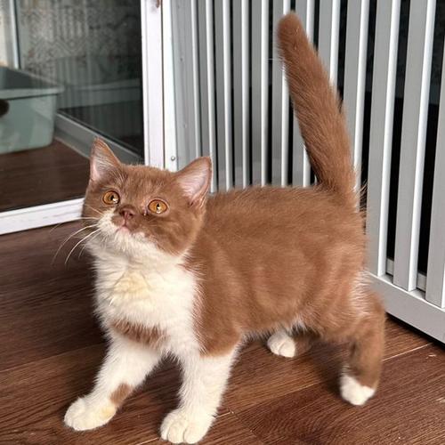 Jual kitten british shorthair cinamon ped - Kab. Bekasi - catty ...