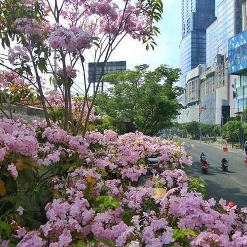 Jual ASLI Tanaman Pohon Bunga Tabebuya Warna Pink Tinggi 1 Meter Siap ...