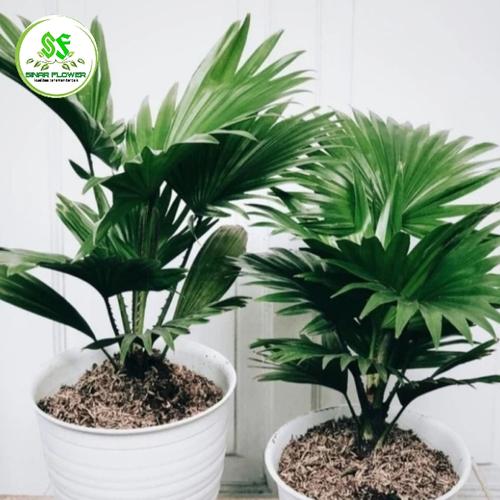 Jual Palem bintang tanaman hias palem Sadeng pohon hias indoor dan ...