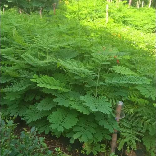 Jual tanaman merak merakan per100 - Kota Depok - Al Fazza Plants ...