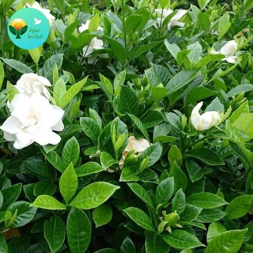 Jual tanaman bunga melati kaca piring bunga besar wangi pecah piring ...