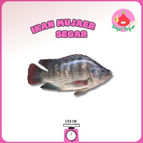 Jual Sayur Segar - Ikan Mujaer Segar / Tilapia Fish - 500 gram - Kota ...