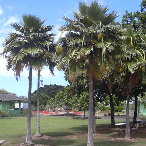 Jual Biji Palem / Palm Seeds: Pritchardia pacifica / Fiji Fan Palm ...