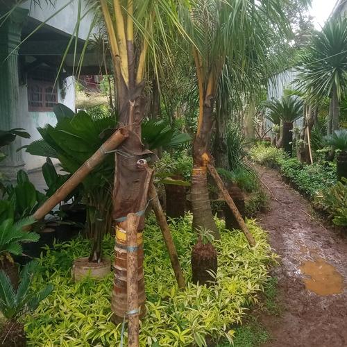 Jual pohon kelapa gading dan kuning tinggi batang kering 1 meter - Kab ...