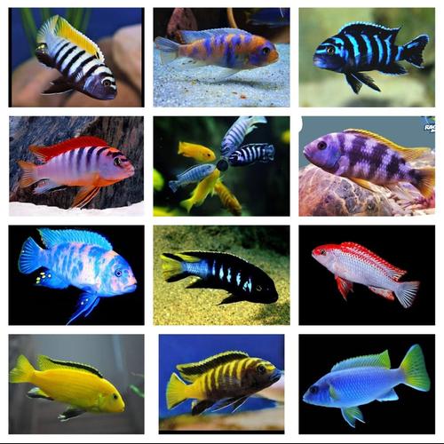 Jual Paket African Cichlid - Jenis Mbuna Size 3-4-5cm 10 ekor gratis 1 ...