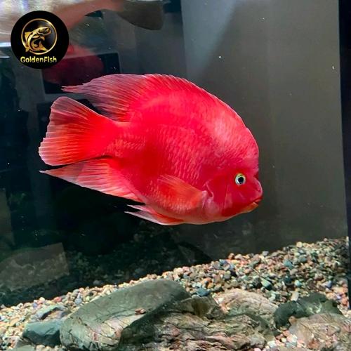 Jual ikan hias Parrot kingkong red - Kab. Bogor - GoldenFish55 | Tokopedia