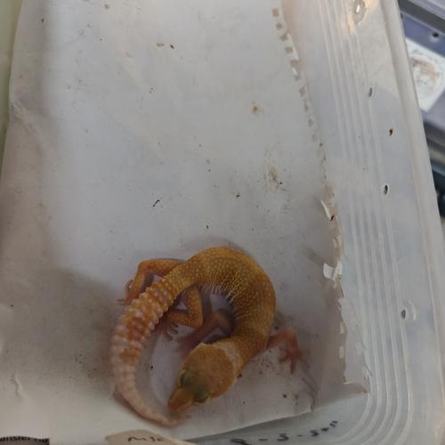 Jual Leopard Gecko Raptor Poss wy - Jakarta Barat - Dante Gecko | Tokopedia