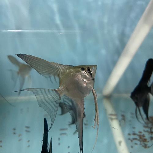 Jual IKAN MANFISH GHOST SLAYER - Kab. Bogor - Iamfisheries | Tokopedia