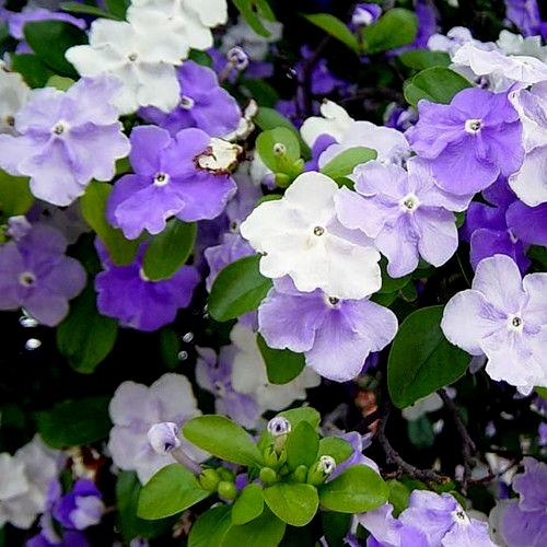 Jual Tanaman Hias bunga melati Liventoni costa/ Manaca Brunfelsia - Kab ...