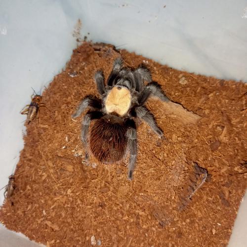 Jual tarantula brachypelma albiceps 11cm female - male ajah - Kab ...