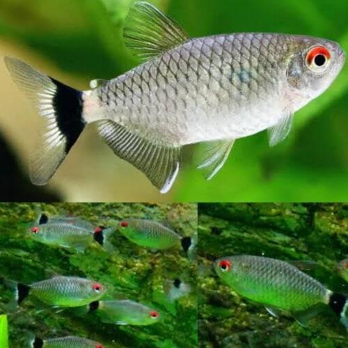 Jual ikan Red Eye tetra, ikan aquascape ikan mata merah - Kota Surabaya ...