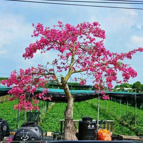 Jual jual pohon kapuk bunga Pink randu bunga ping - Kab. Bogor - aglo ...