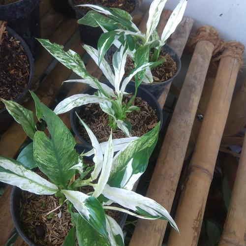 Jual peace lili varigata, tanaman hias varigata, bunga lili varigata ...