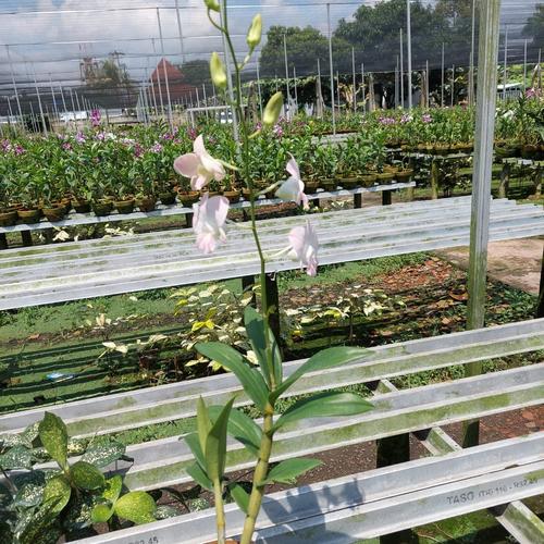 Jual pohon anggrek dendrobium putih - tanaman anggrek dendrobium bunga ...